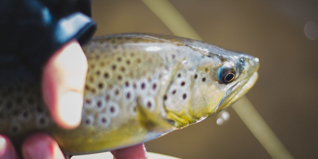 Animas Lunch Report – 1/27/15 – Small Brown Trout