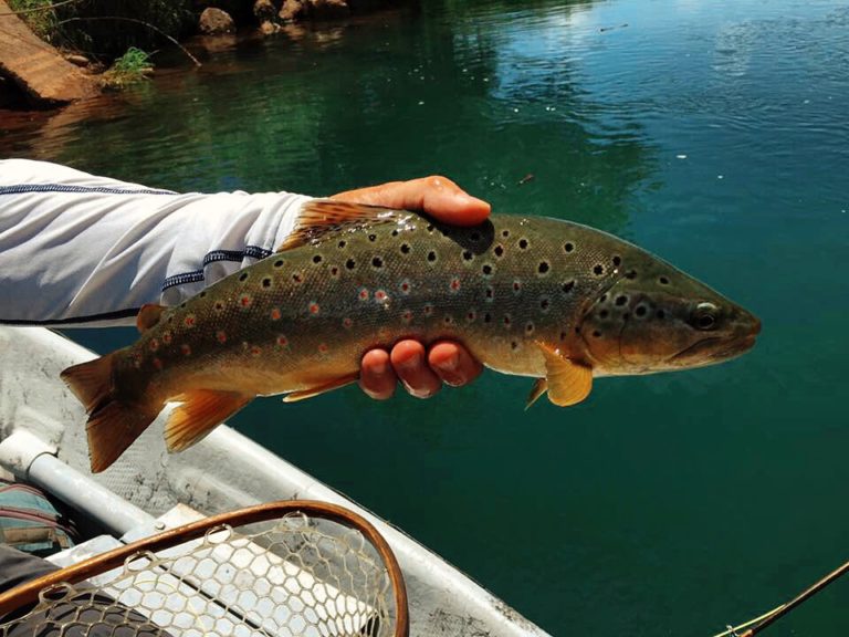 Animas Lunch Report – 8/5/15 – Monsoonal